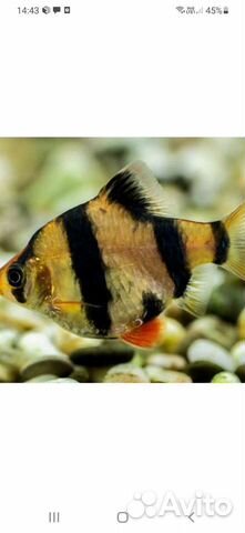 Аквариумные рыбки бесплатно