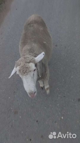 Овцы бараны