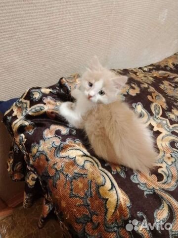 Турецкая ангора