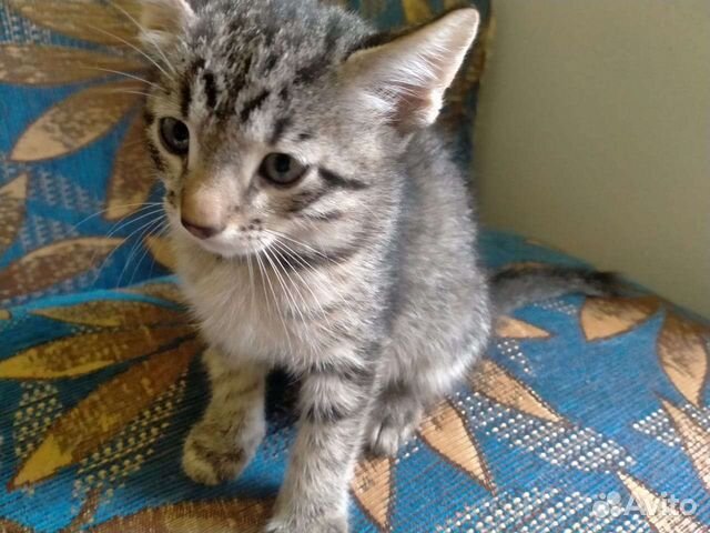 Отдадим серого полосатого котенка