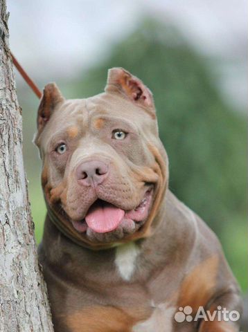 Американский булли стандарт