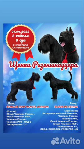 Ризеншнауцер