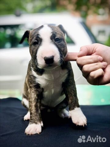 Миниатюрный бультерьер щенки