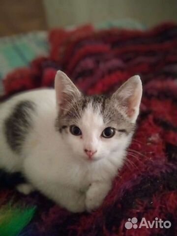 Кот котенок нос веснушка