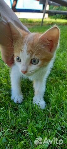 Котенок рыженький
