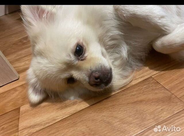 Помесь щпица