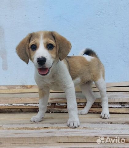 Щенки девочки бесплатно