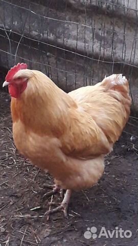 Петух Орпингтон