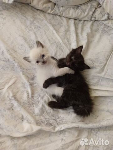 Котята