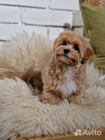 Яркая куколка мальтипу девочка