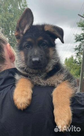 Щенок немецкой овчарки, кобель