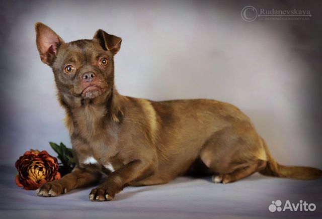 Чихуахуа девочка