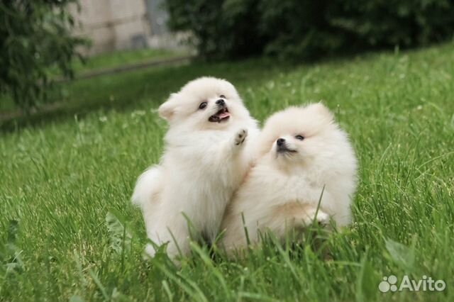 Лучше всех Шпицы щенки