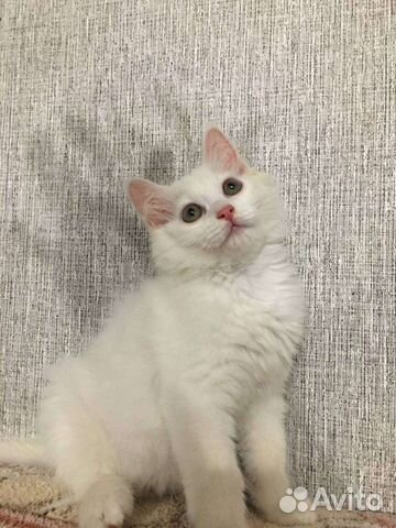 Котёнок Мякиш