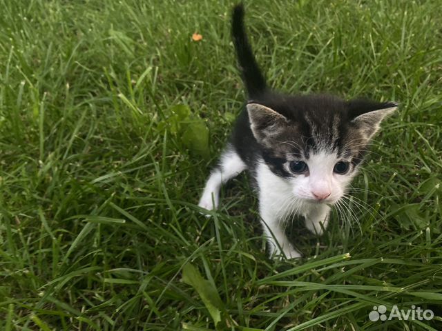 Котенок