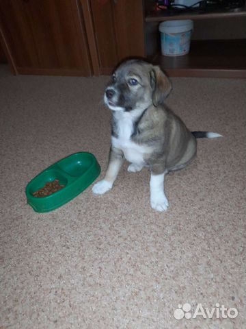 Собака в добрые руки отдам бесплатно