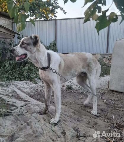 Кобель Алабая