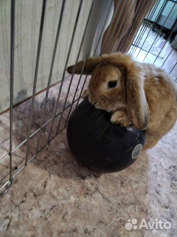 Декоративные кролики вислоухие