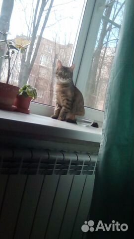 Кошки в добрые руки бесплатно