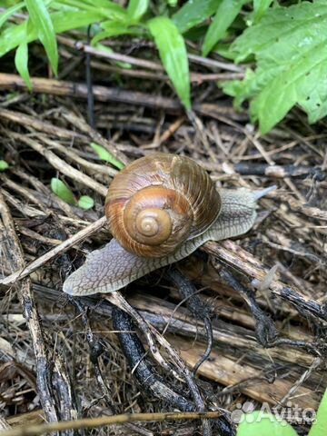 Виноградные улитки