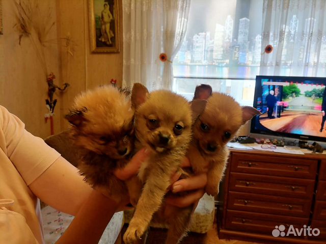 Щенки смесь чихуахуа и шпица