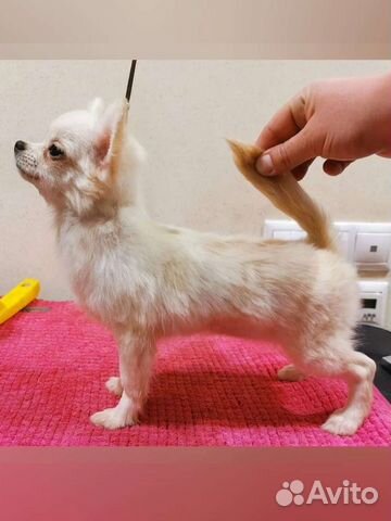 Щенки чихуахуа. девочка будет 2.5кг