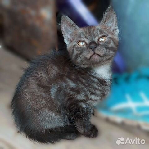 Отдам голубого котёнка полуСфинкса. Доставка