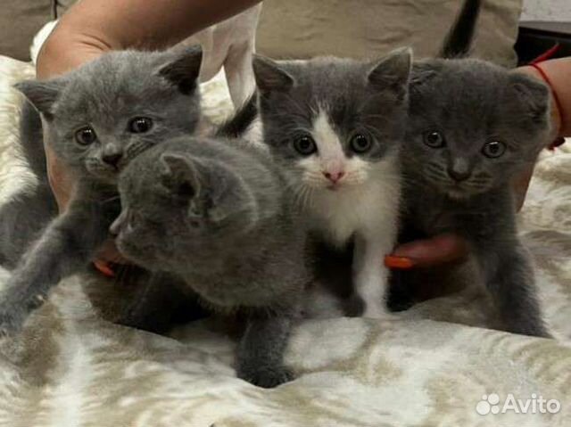 Британские котята