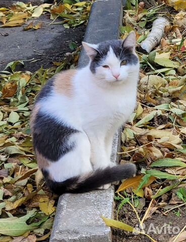 Помогите спасти Котенка
