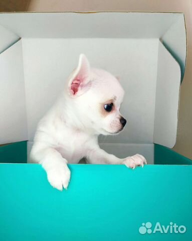 Чихуахуа mini девочка