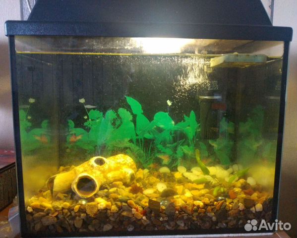 Аквариум с фильтром,грунтом и сомами