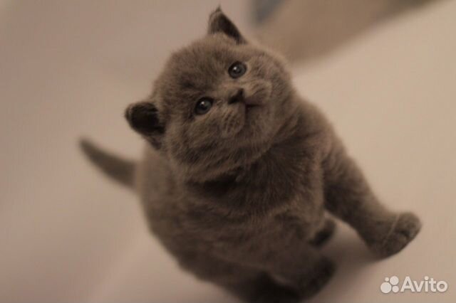 Котенок британской короткошерстной породы