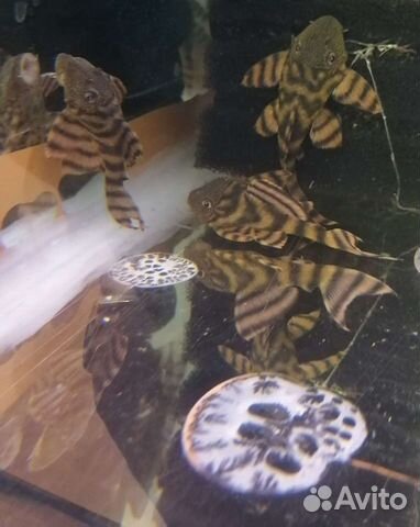 Номерные сомы L 397