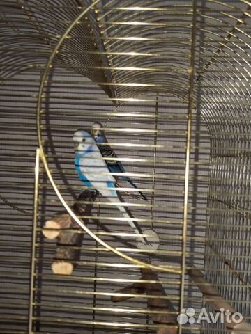 Волнистые попугайчики с клеткой