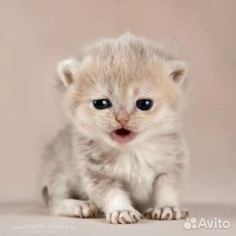 Котенок британка голубое золото