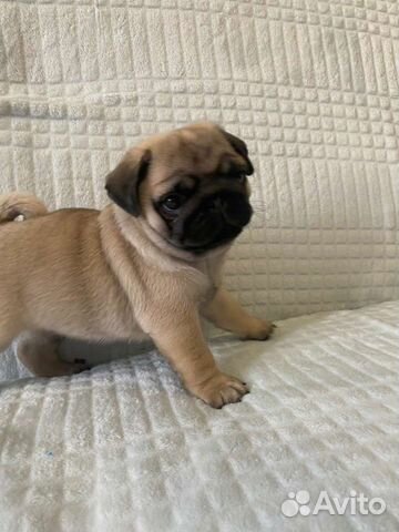 Щенки мопса