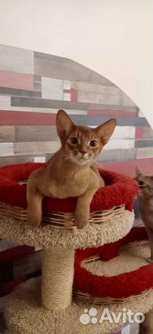 Абиссинская кошечка подросток