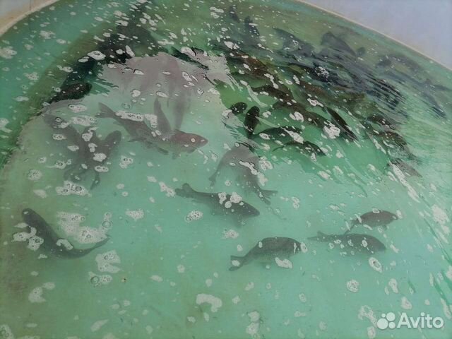 Рыба в водоём