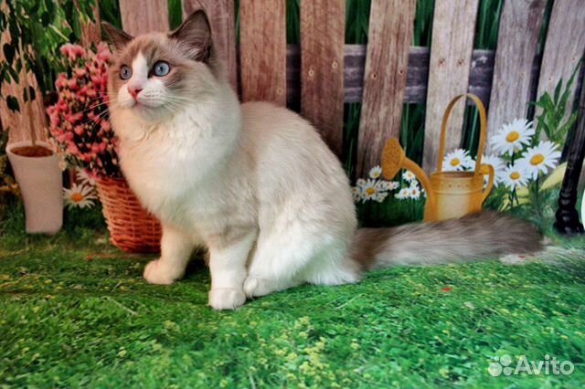 Котенок-подросток Рэгдолл кошечка