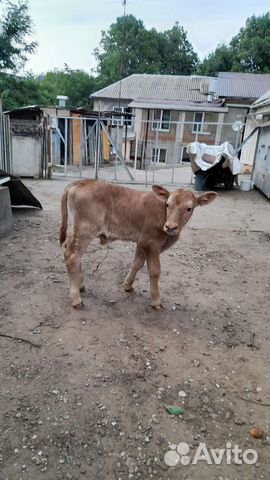 Домашние животные