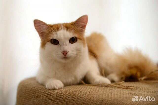 Красивенный котик В добрые руки