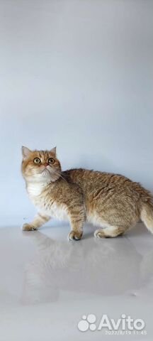 Британочка