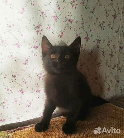 Котёнок Тимон ищет дом