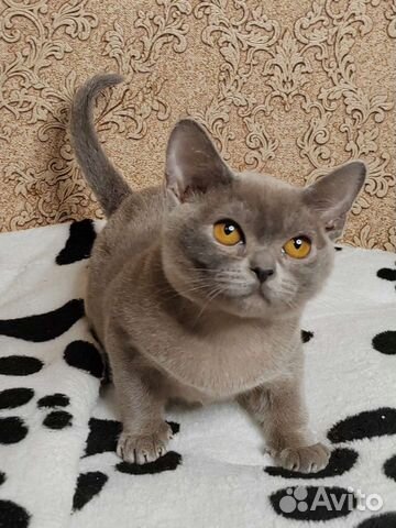 Бурманские котята
