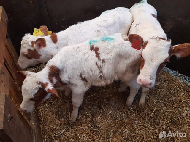 Телята домашние доставка по области