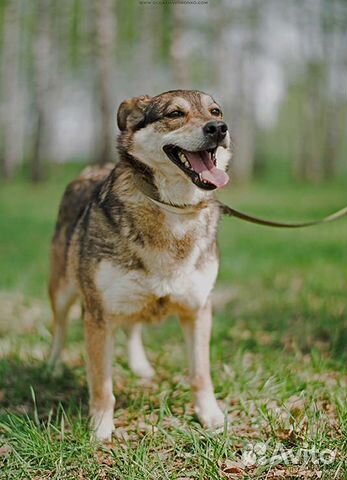 Улыбчивая Лада ищет семью