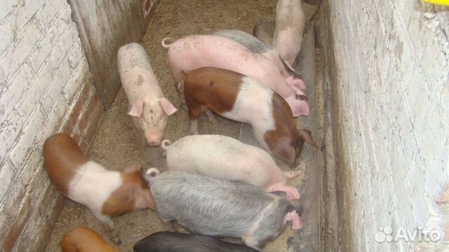 Поросята