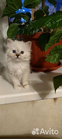 Котята священная бирма