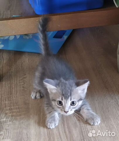 Котята