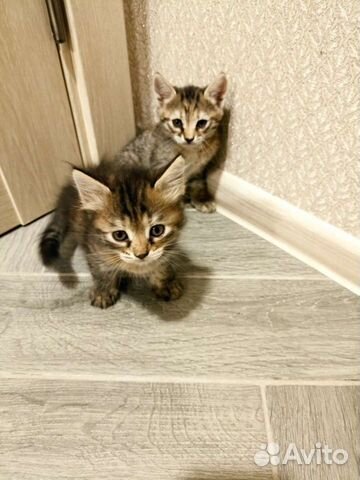 Котята в добрые руки, котятки